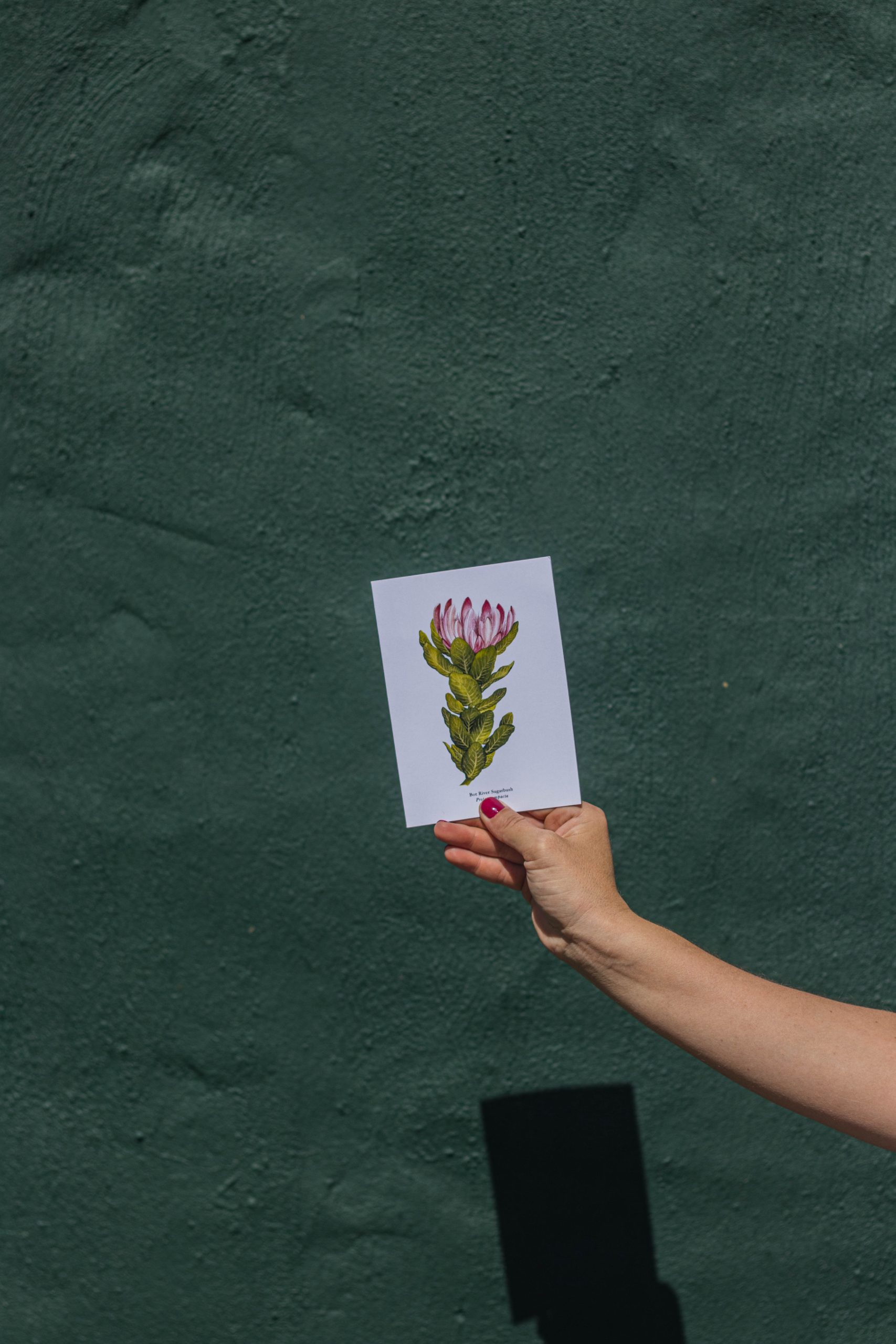 Card - Flower Card 6 - Rose & Company