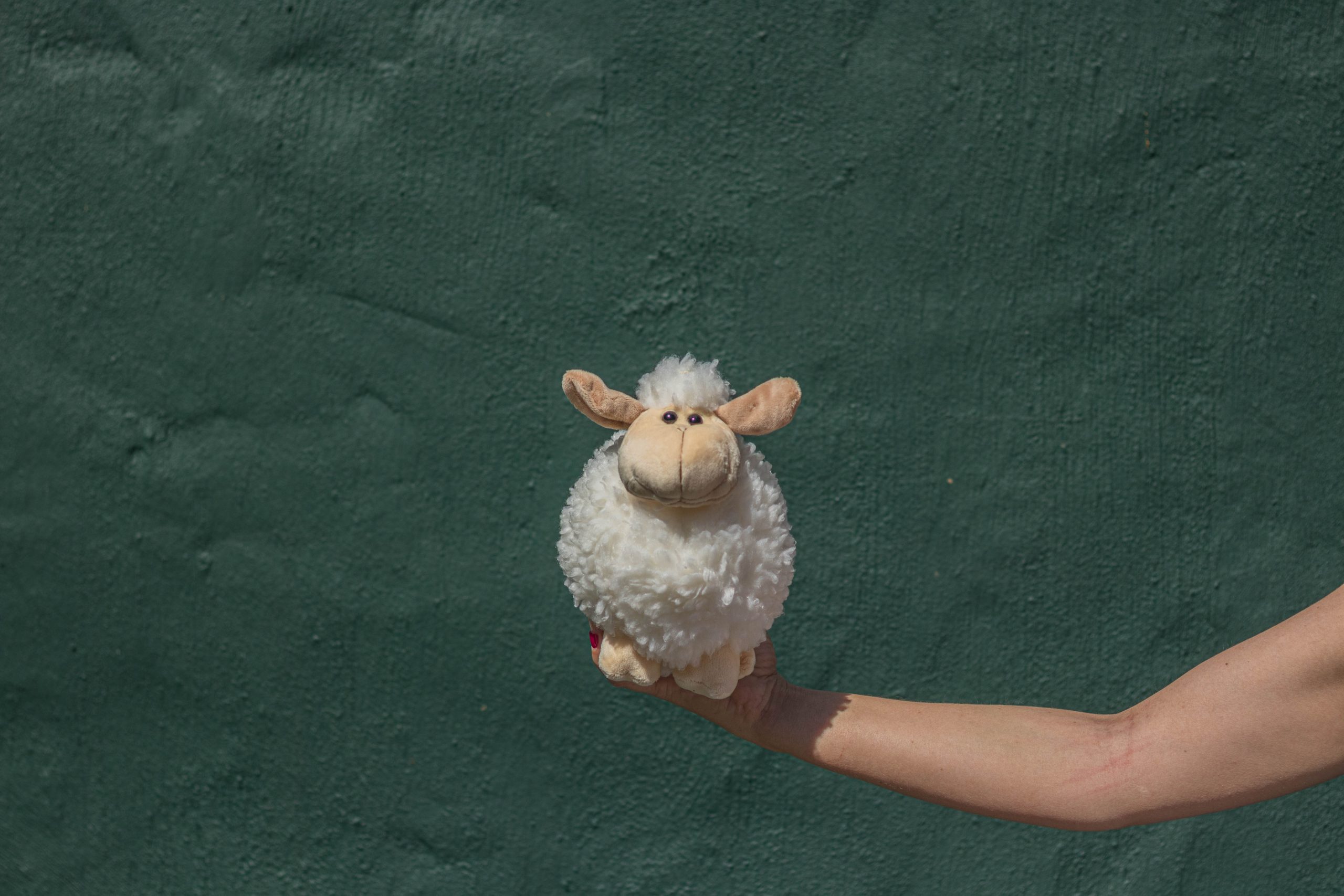 Sheep Teddy - Rose & Company